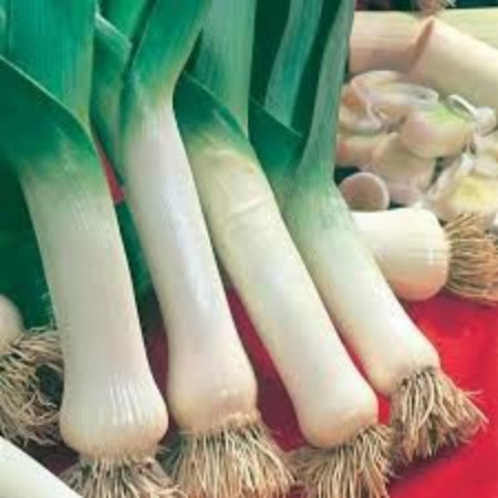 Jual BENIH BIJI DAUN BAWANG PREI - LEEK IMPORT DAEHNFELDT | Shopee ...