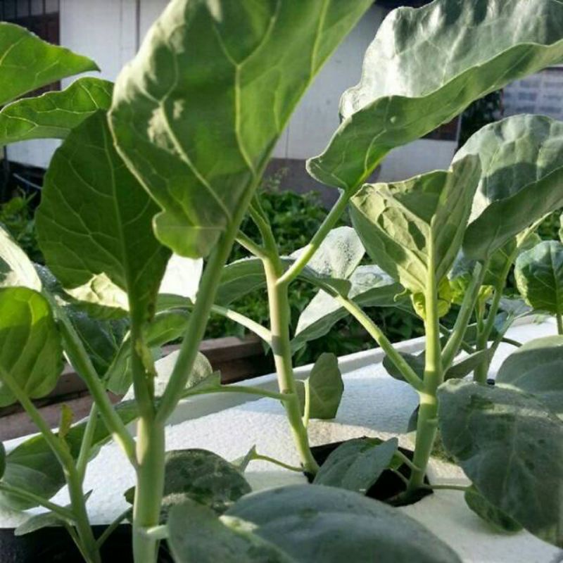 Jual 100 biji - Benih Kailan | Shopee Indonesia Jual 100 biji - Benih Kailan | Shopee Indonesia
