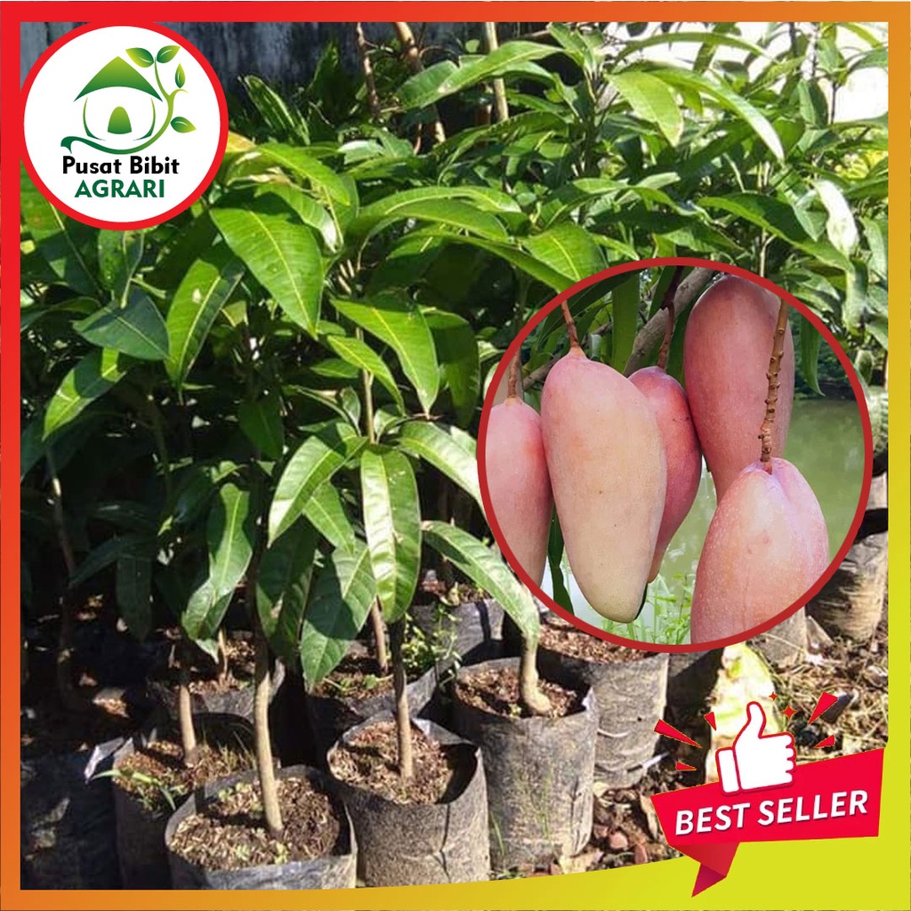 Jual Bibit Mangga Red Ivory Asli Tanaman Buah Hasil Okulasi Super ...