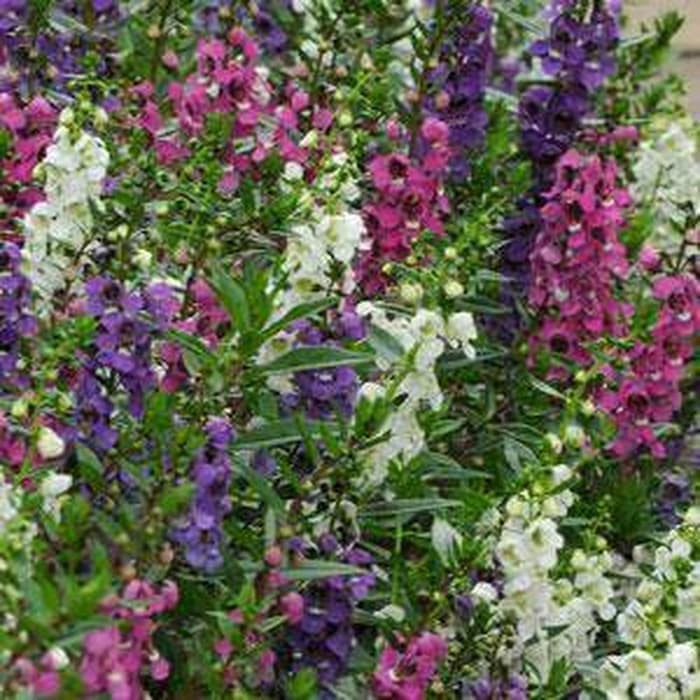Jual Bibit Tanaman Bunga Angelonia | Shopee Indonesia