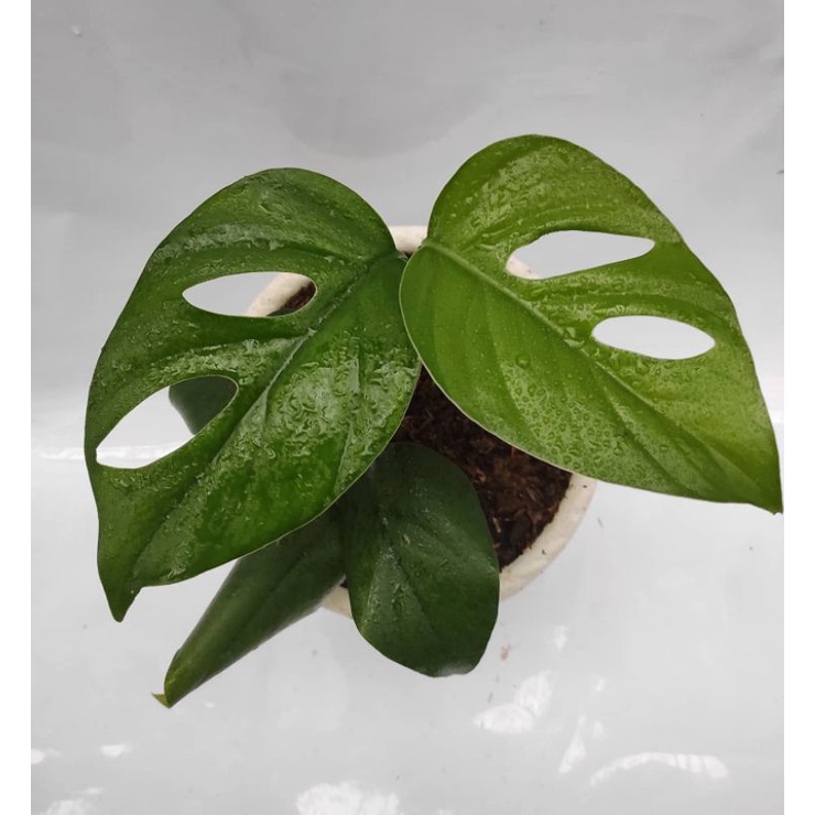 Jual Tanaman Monstera Rhaphidopora Pertusa | Shopee Indonesia
