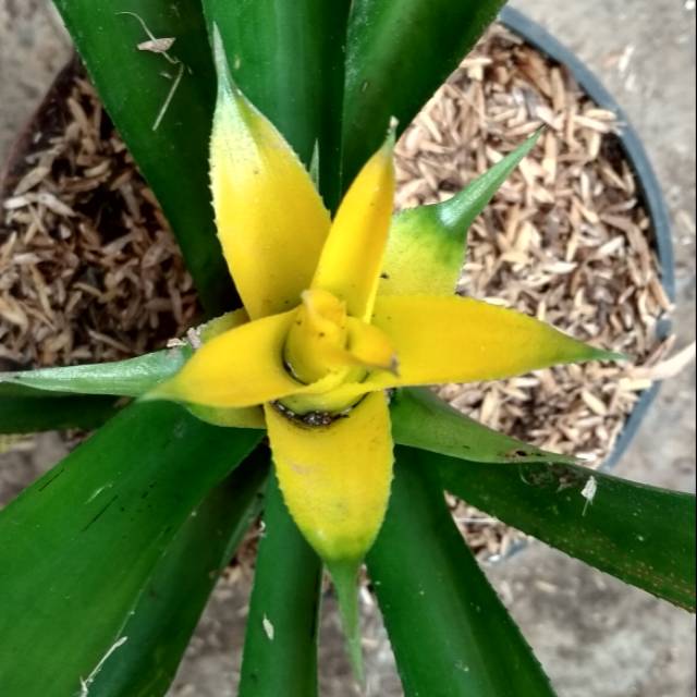 Jual Bromelia Mawar Kuning | Bromelia Guzmania Yellow | Shopee Indonesia