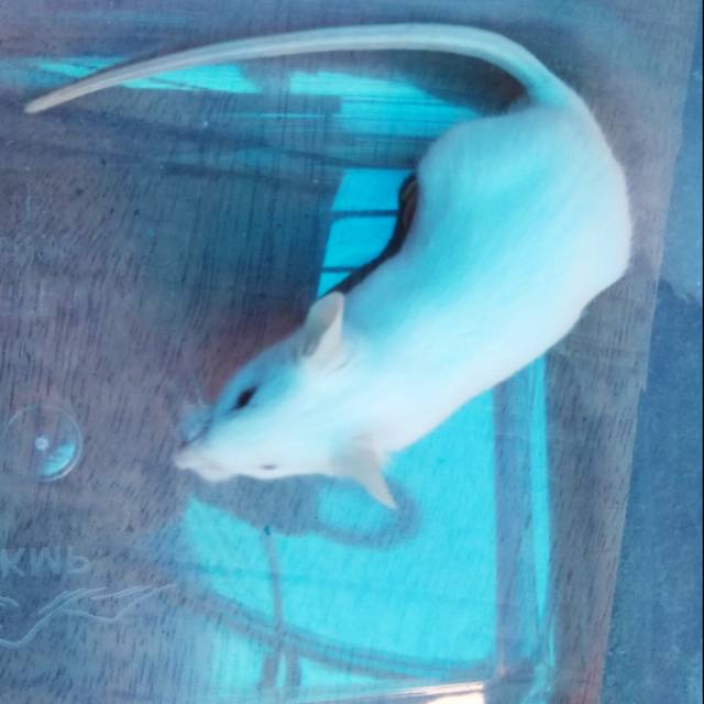 Jual Mencit (medium awal) | Shopee Indonesia