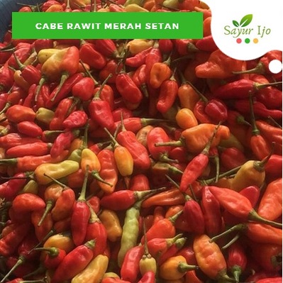 Jual Cabe Rawit Merah Setan 250 Gram Fresh Cabai Red Chili Sayur Hijau ...