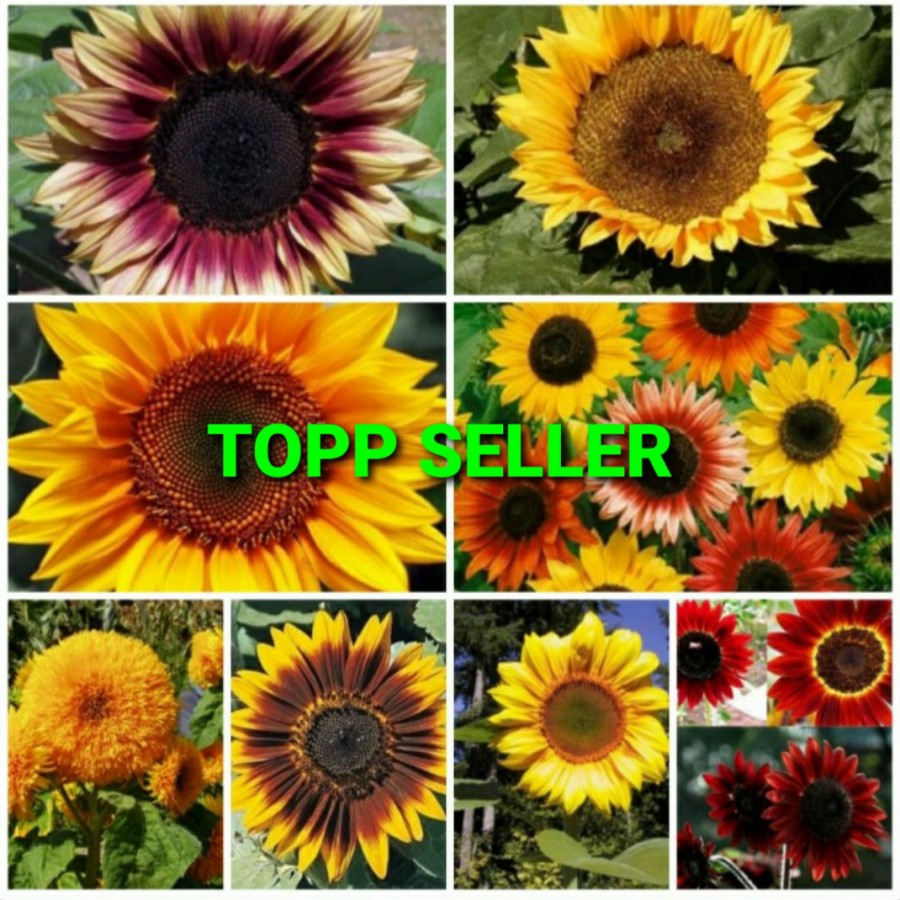 Jual BENIH/BIJI/BIBIT BUNGA MATAHARI BERBAGAI JENIS DAN WARNA (MIX) 150 ...