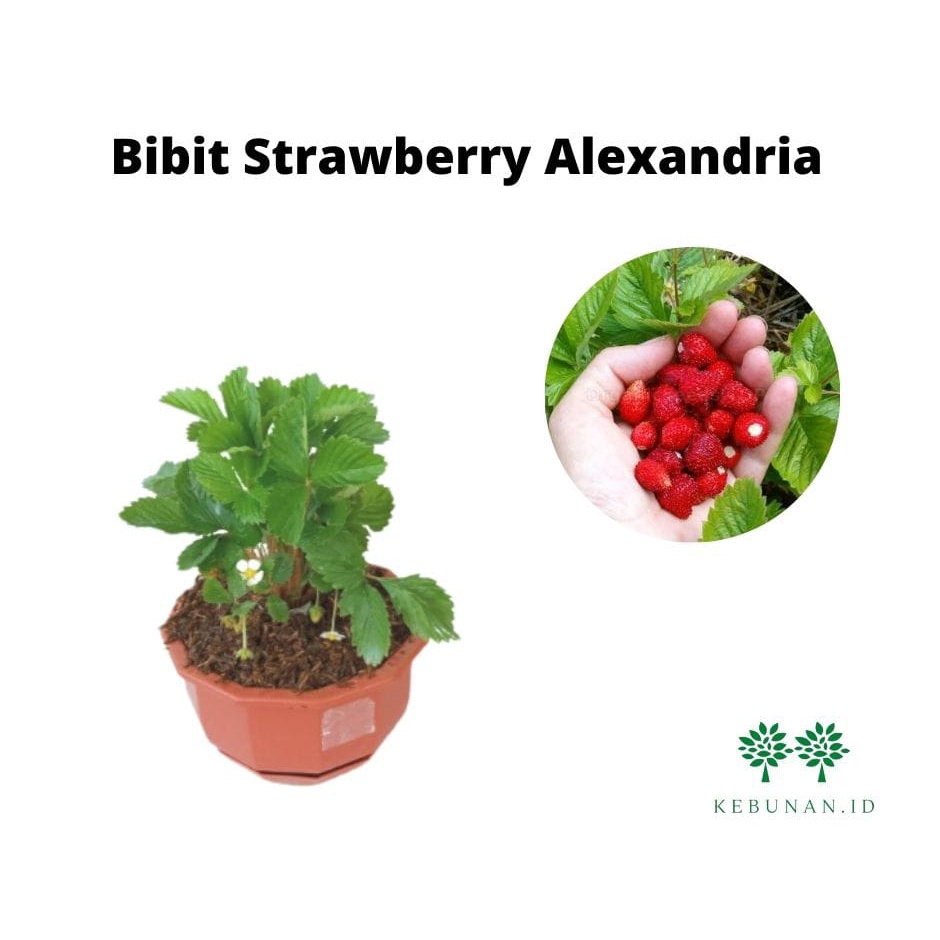 Jual Bibit Strawberry Alexandaria/ Strawberry Alpine Golden/Tanaman ...