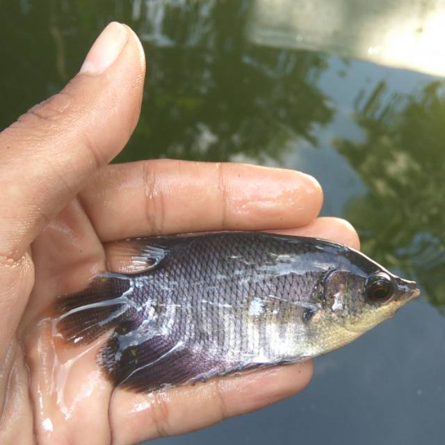Jual Bibit Gurame Soang (Hitam) | Shopee Indonesia