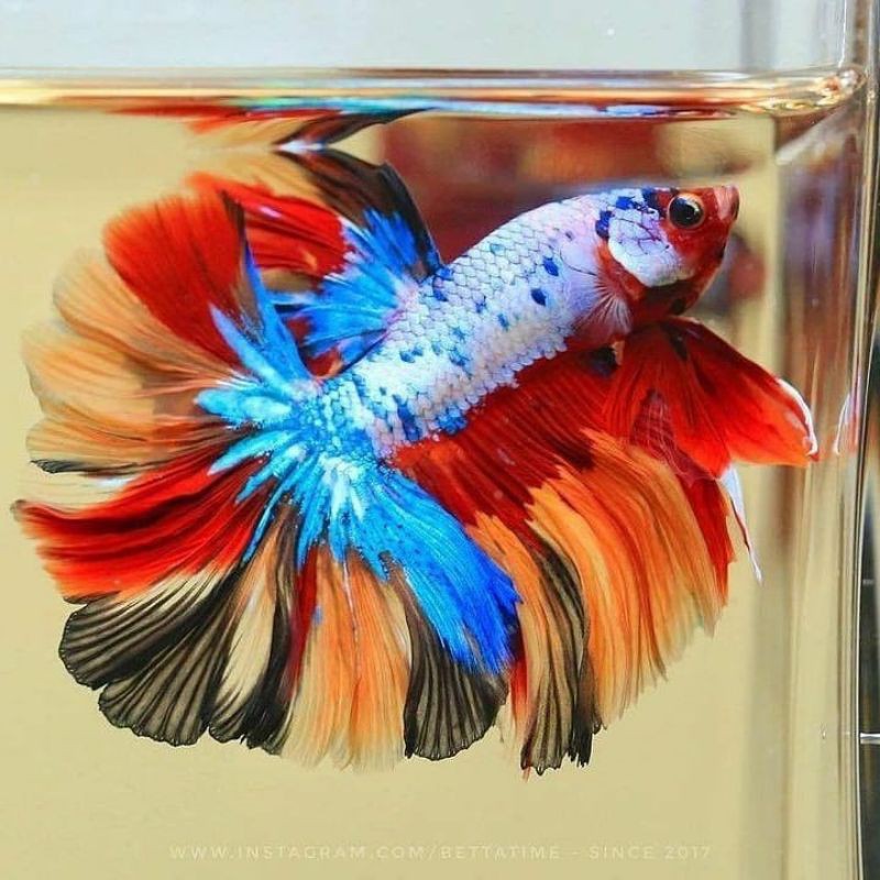 Jual Cupang Hm/Halfmon Nemo multy color | Shopee Indonesia