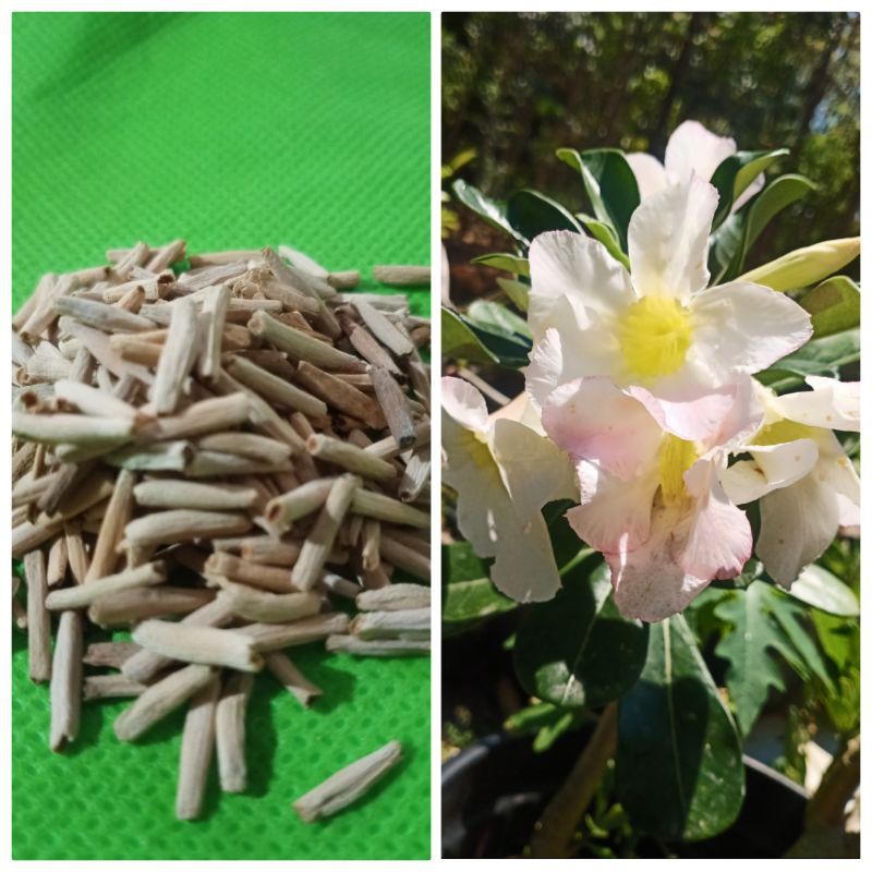 Jual biji/bibit kamboja/adenium percabangan bunga putih | Shopee Indonesia