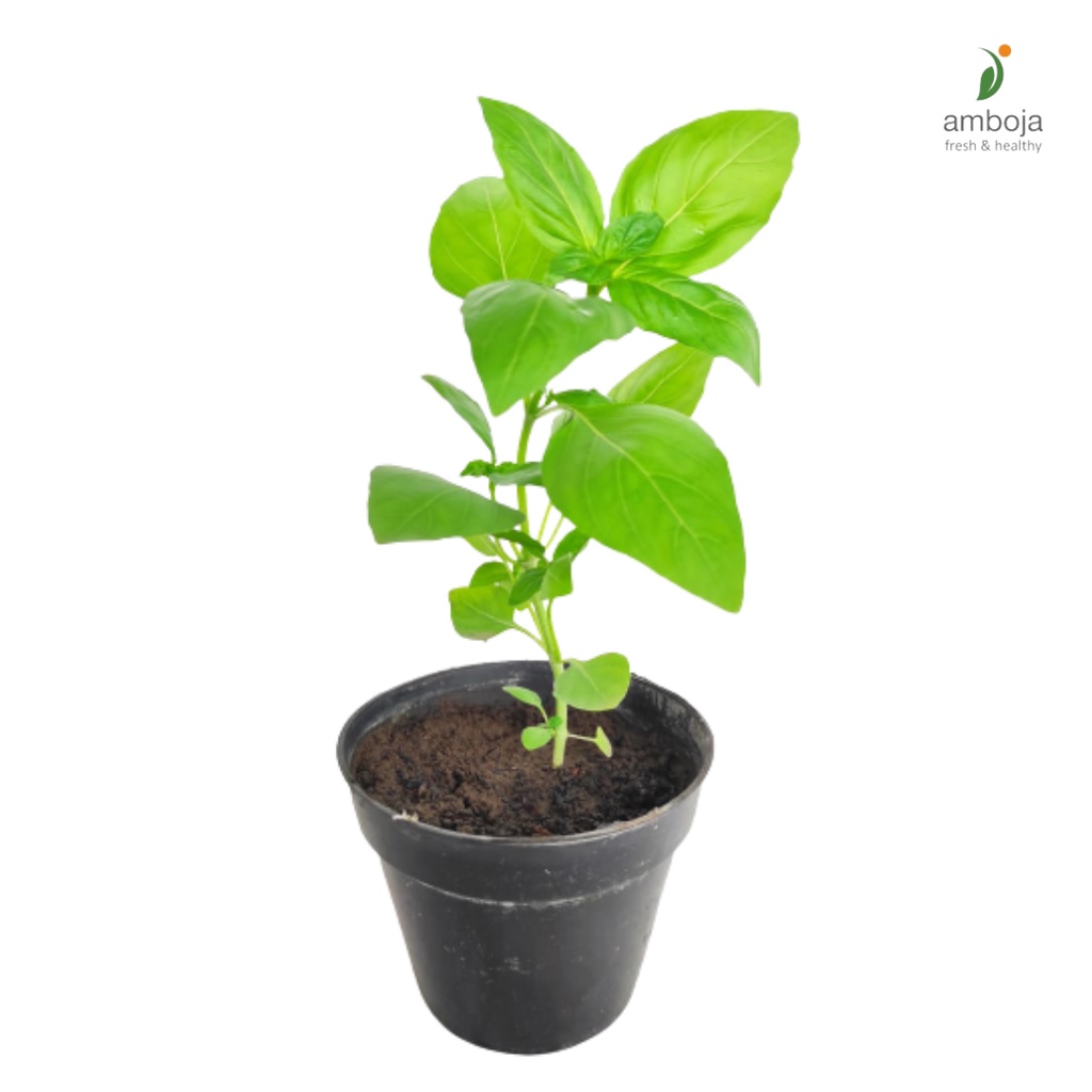 Jual Tanaman Basil Pot, Ocimum basilicum, Basilium,Bumbu Masakan ...