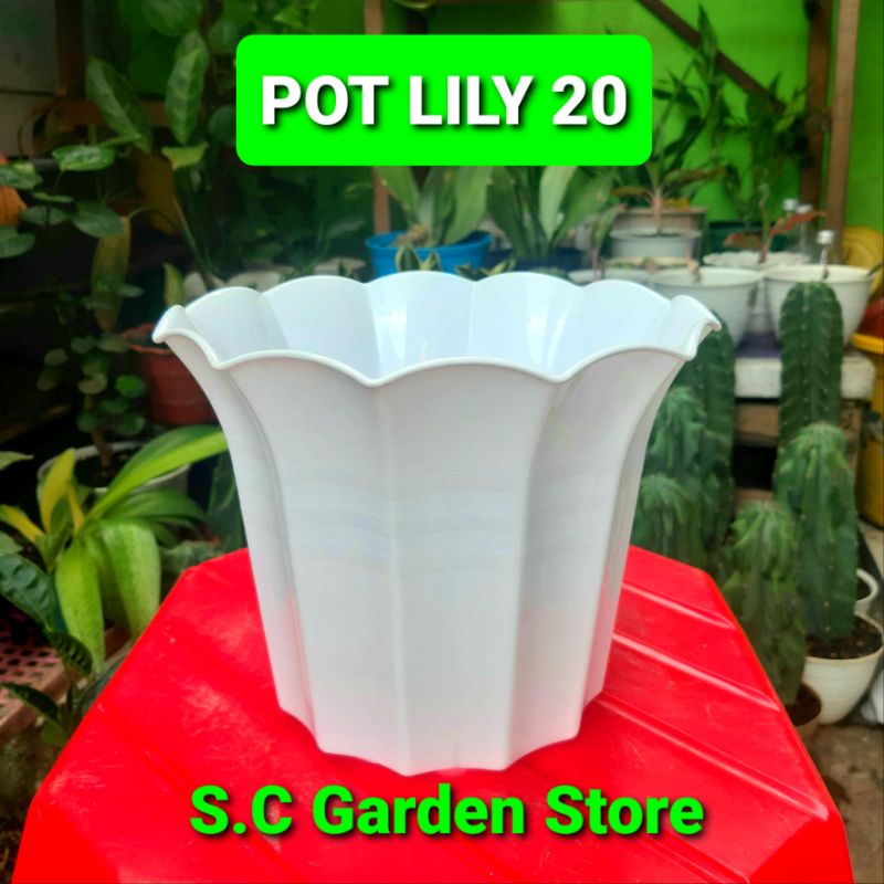 Jual POT BUNGA LILY 20 WARNA PUTIH | POT TANAMAN | POT MURAH | Shopee ...