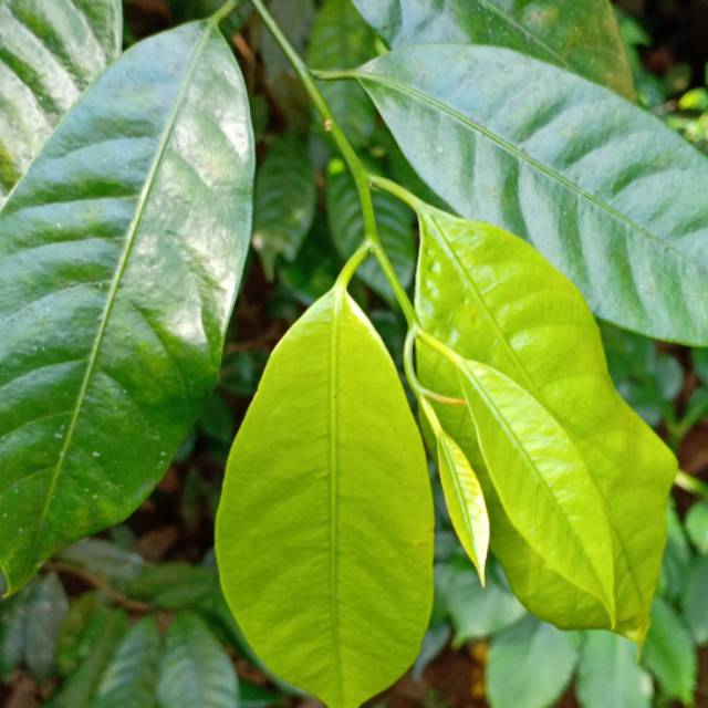 Jual 100 gram daun pala segar | Shopee Indonesia