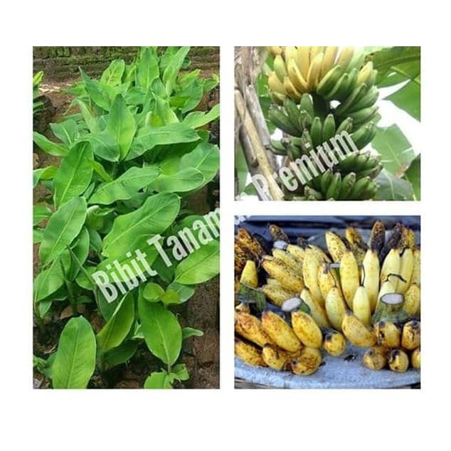 Jual Bibit Pisang Raja Sereh Super | Shopee Indonesia