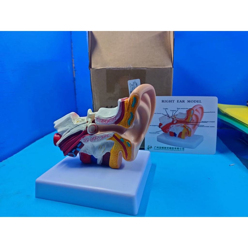 Jual Alat Peraga Model Anatomi Telinga manusia | Shopee Indonesia