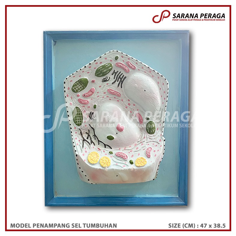 Jual SaranaPeraga - Model Penampang Sel Tumbuhan - Alat Peraga ...