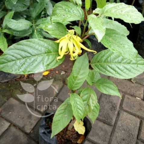 Jual Pohon Bunga Kenanga Kuning Wangi Bibit Bunga Kenanga Bibit Pohon ...