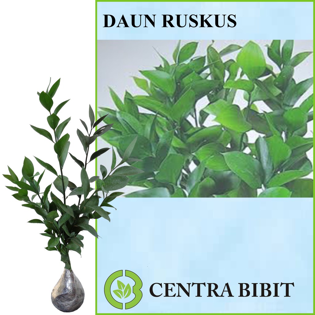 Jual Tanaman Hias Daun Ruskus | Shopee Indonesia