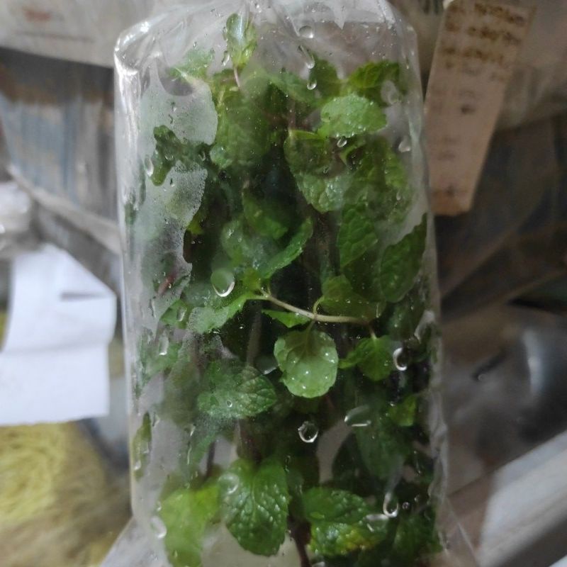 Jual Daun mint segar | Shopee Indonesia