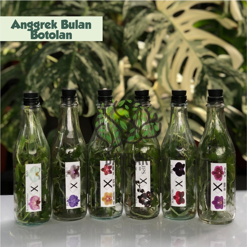 Jual Bibit Anggrek Bulan Botol Taiwan Anggrek Bulan Botolan Anggrek Botolan | Shopee Indonesia