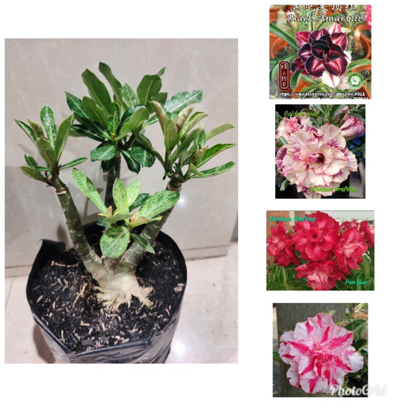 Jual Adenium bunga tumpuk satu pohon warna warni | Shopee Indonesia