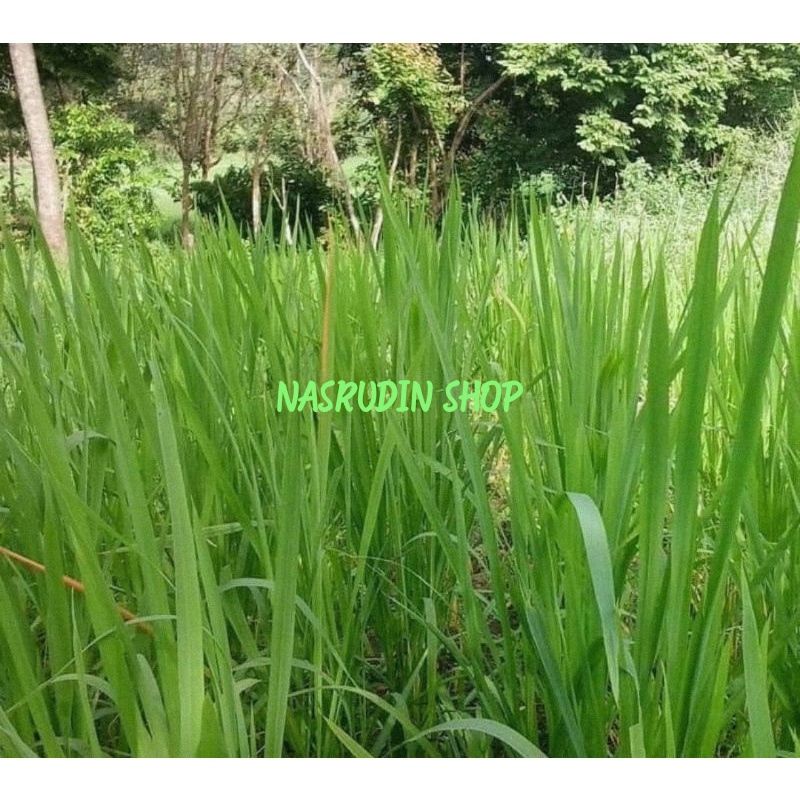 Jual DAUN ALANG ALANG DAUN RUMPUT ILALANG SEGAR | Shopee Indonesia