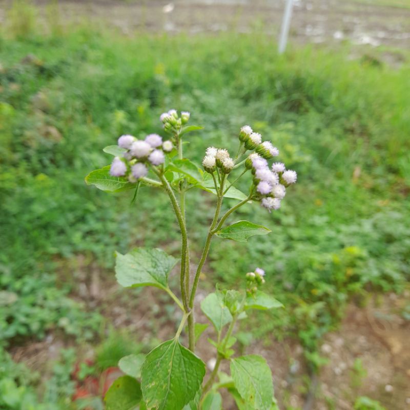 Jual Daun bandotan segar tanaman obat bandotan herba bandotan | Shopee ...