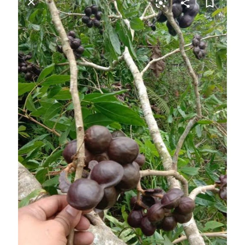 Jual batang cangkang kulit pohon jengkol | Shopee Indonesia