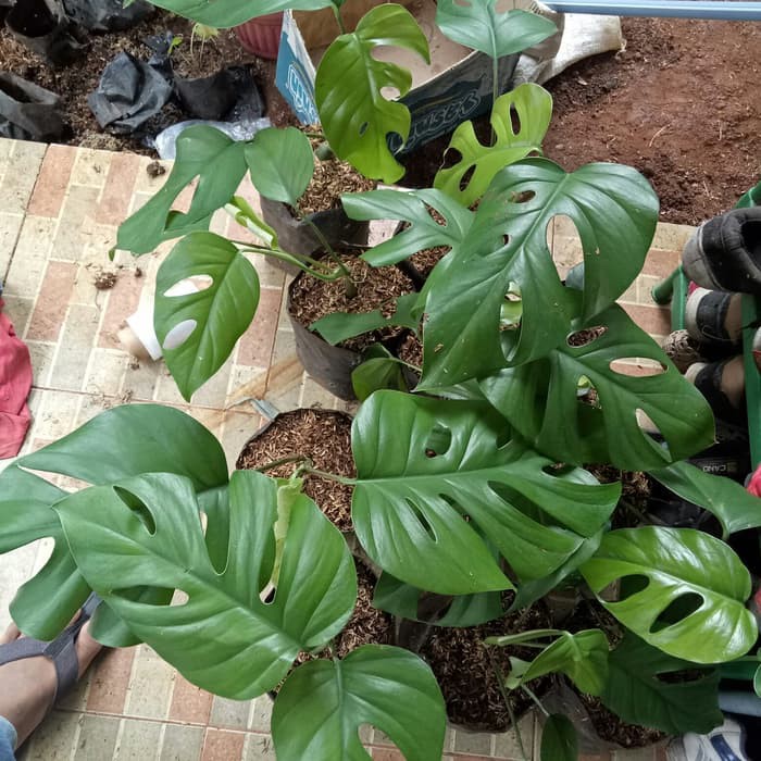 Jual Tanaman Hias Monstera Rhaphidopora Pertusa | Shopee Indonesia