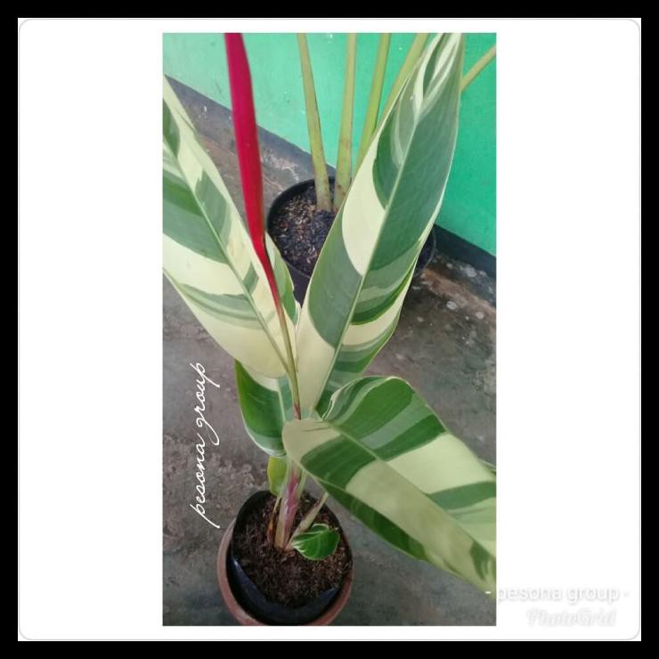 Jual Promo Pisang Variegata Heliconia Pisang Varigata Banana Variegata ...