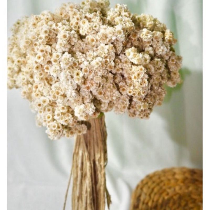 Jual BUNGA EDELWEIS KERING ASLI/BUNGA KERING ( Isi -/+40 batang ...