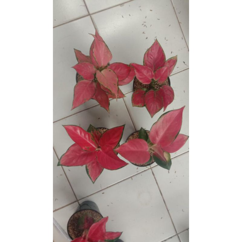 Jual paketan (red anja,red majesty,pink katrina) | Shopee Indonesia
