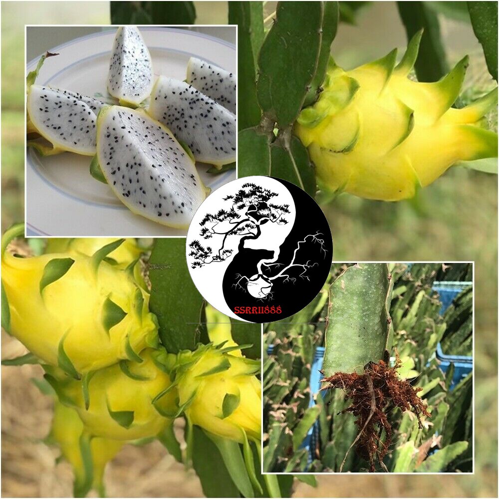 Jual Buah Naga Kuning Tanpa Duri - Golden Isis ( Golden Dragon Fruit ...