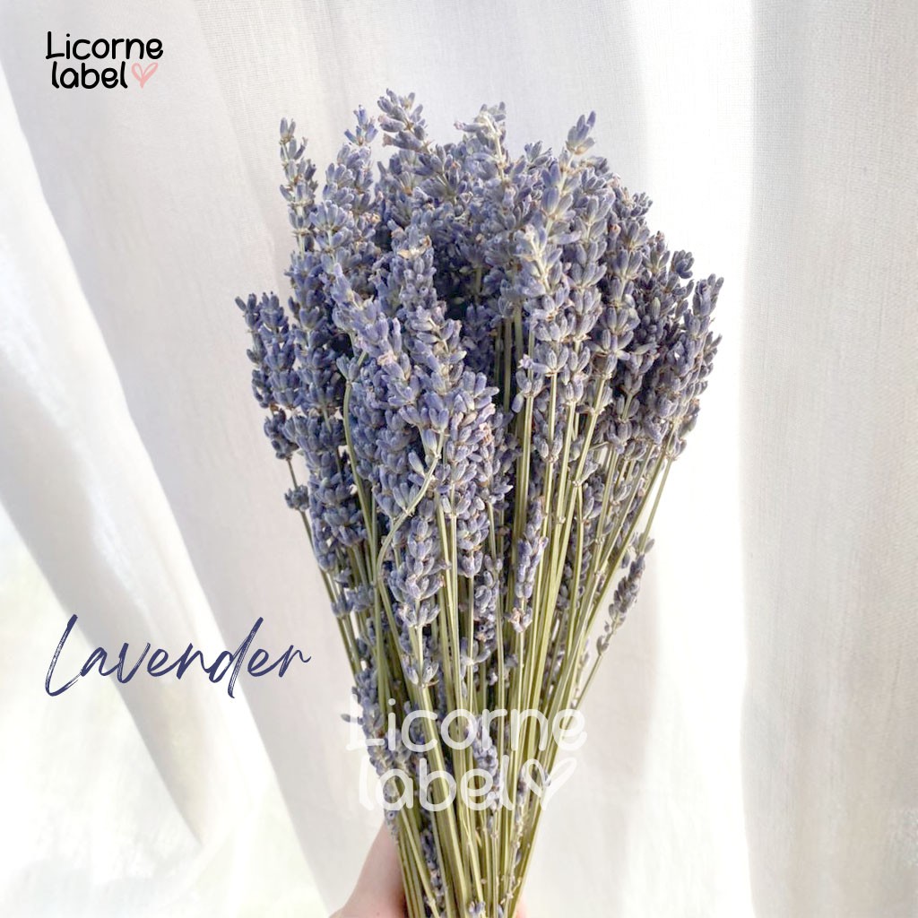 Jual Bunga Kering Import Dried Flower Lavender Lagurus wheat gandum ...