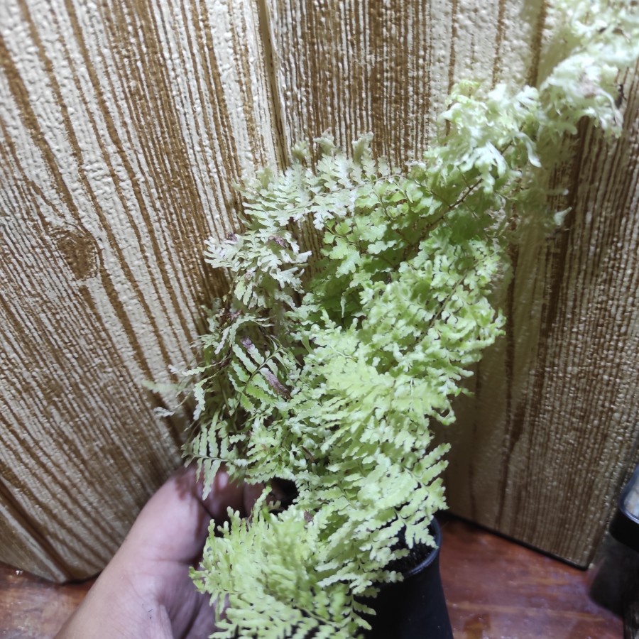 Jual Pakis Embun, Fern, Darat | Paludarium | Vivarium | Terrarium ...