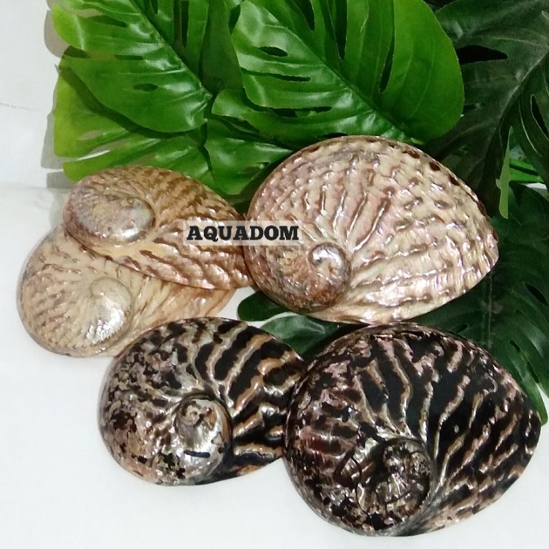 Jual ABALONE SHELL KOLEKSI EXCLUSIVE LANGKA ORIGINAL IMPORT NEWZEALAND ...