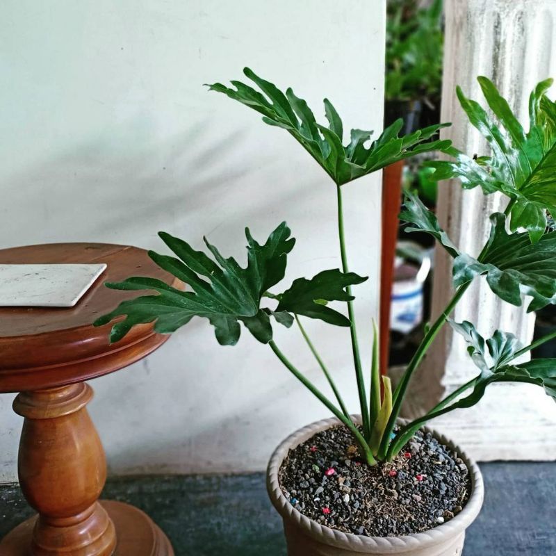 Jual Tanaman Bunga Hias PhiloDendron/Philo jari Tanaman Hias Monstera ...