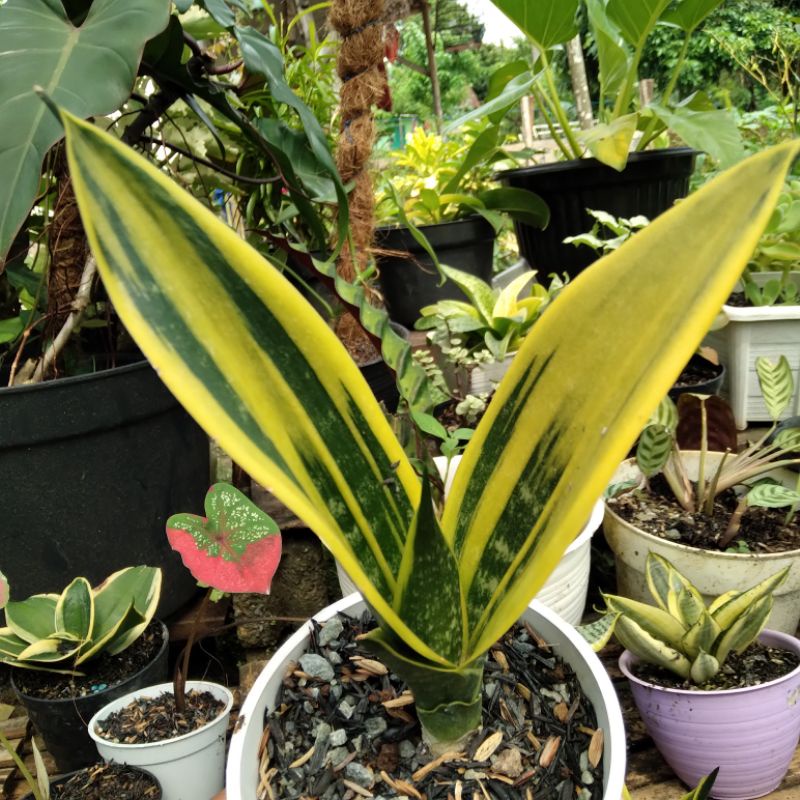 Jual Sansevieria / Sansivera Gold flame | Shopee Indonesia