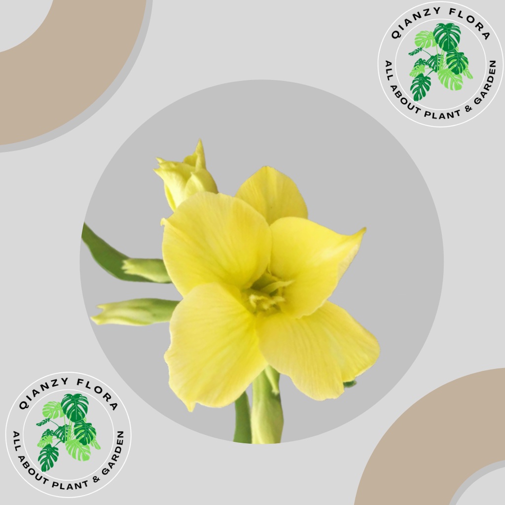 Jual Tanaman hias bakung amaliris bunga Kuning - amarilis bakung Kuning ...