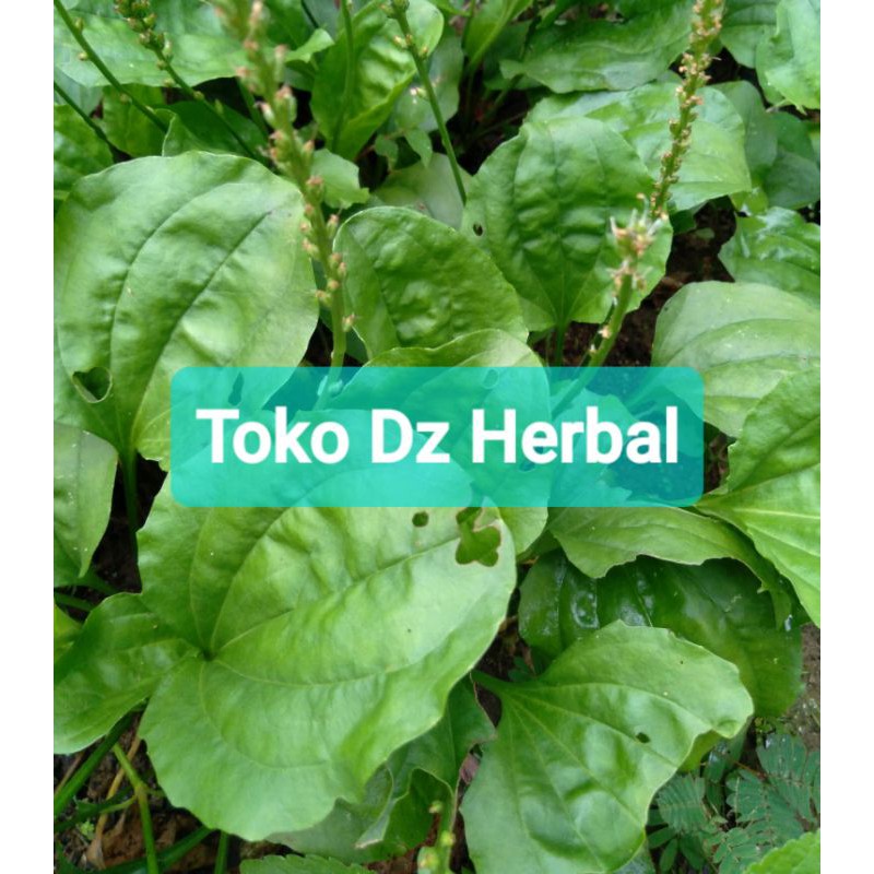 Jual Paket hemat 250 gram daun sendok segar fresh | Shopee Indonesia
