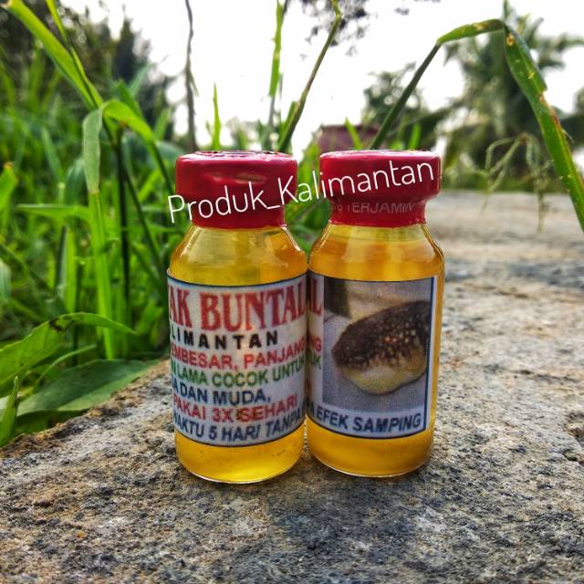 Jual MINYAK BUNTAL ASLI KALIMANTAN,ramuan dayak botol kecil | Shopee ...