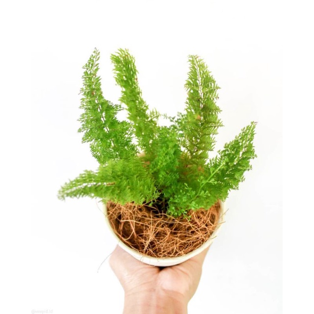 Jual Tanaman hias pakis embun / pakis cotton candy / nephrolepis ...