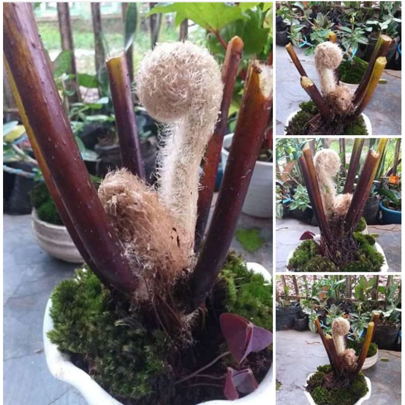 Jual tanaman hias pakis ekor kera monyet | Shopee Indonesia