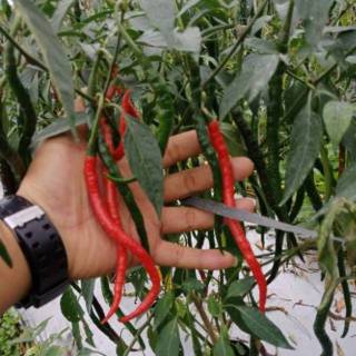 Jual Cabe Merah Keriting TKX 500 gram Cabai Abang Lombok Kriting Fresh ...