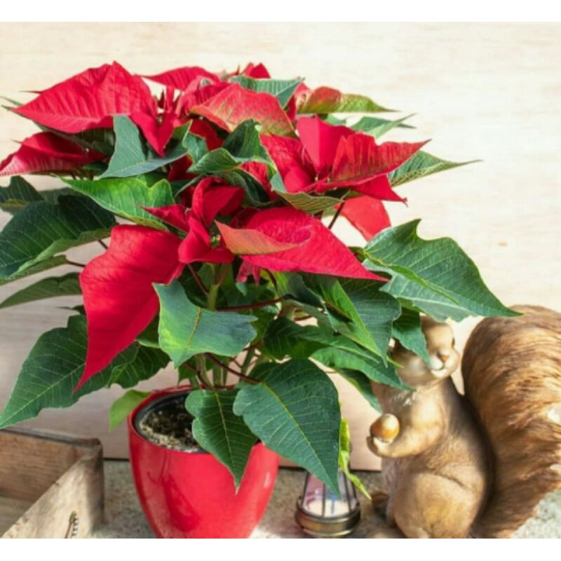 Jual Tanaman hias katsuba-bunga katsuba merah | Shopee Indonesia