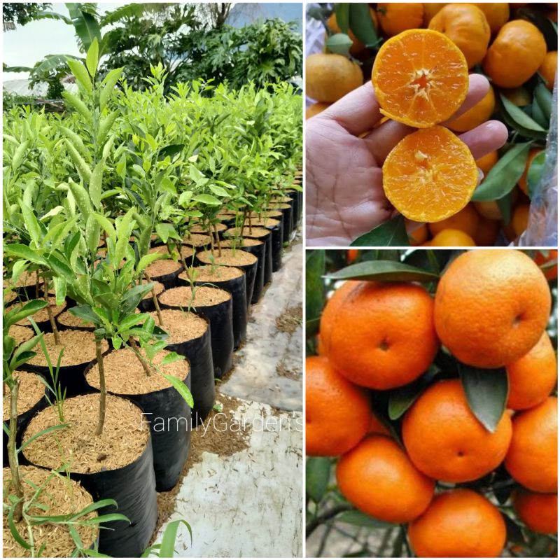 Jual Bibit Tanaman Pohon Jeruk Santang Madu | Shopee Indonesia