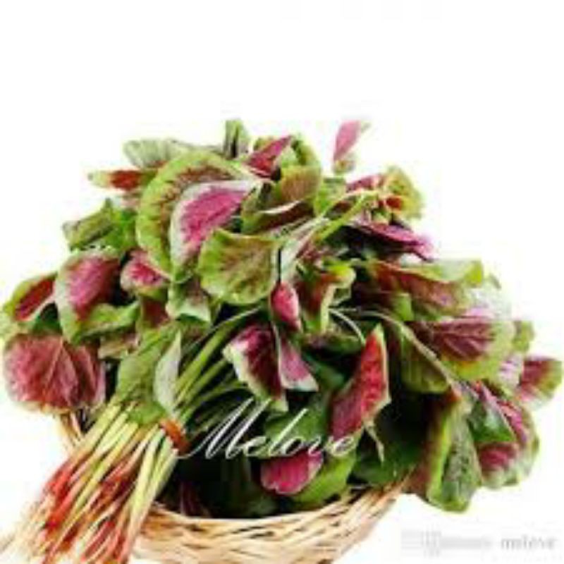 Jual 5000 BUTIR BIJI BAYAM BATIK/BELANG | Shopee Indonesia