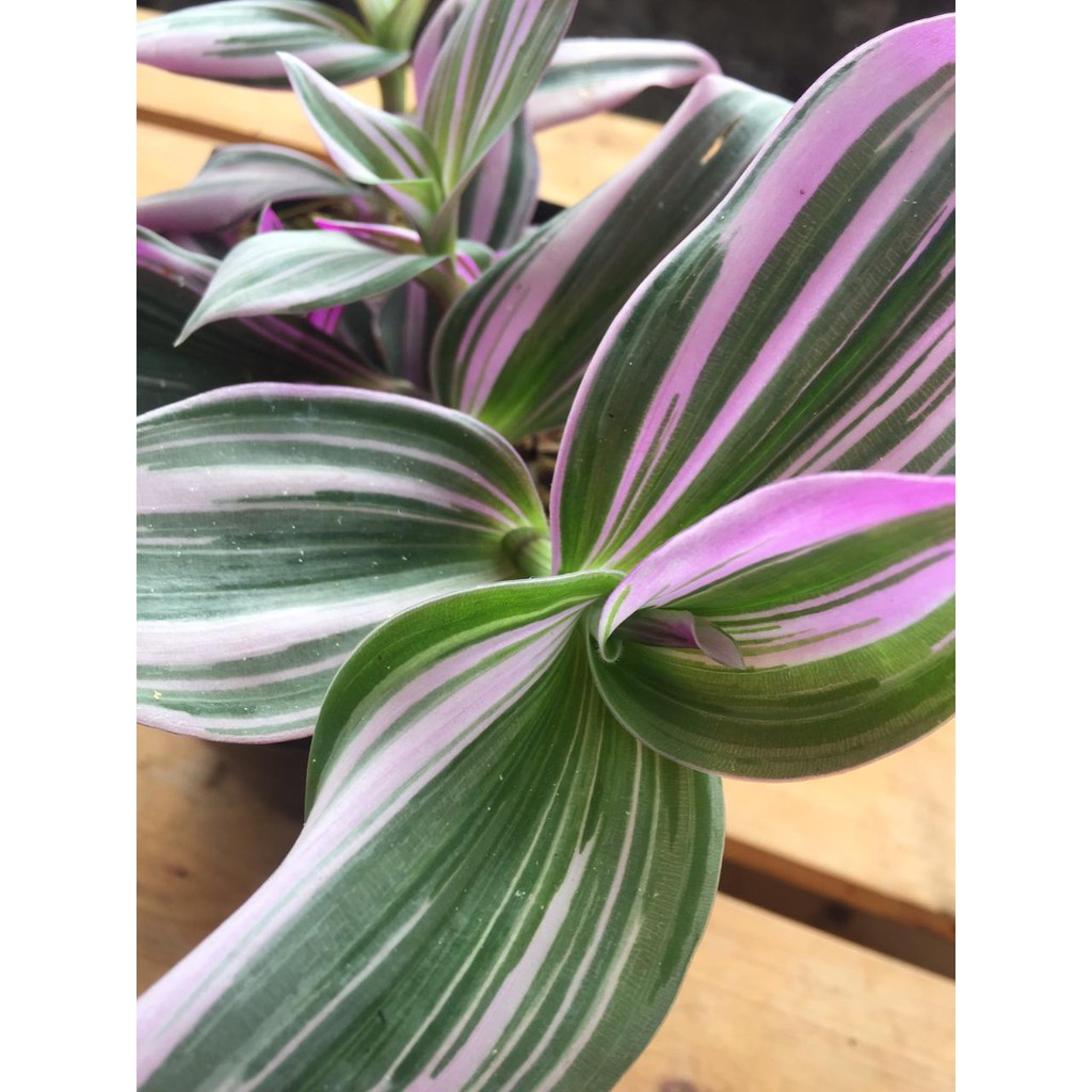 Jual gewor pink tanaman hias tradescantia nanouk tanaman murah COD ...