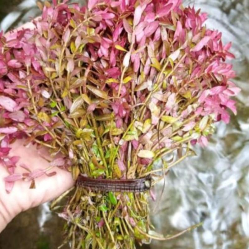 Jual Rotala macandra tanaman air aquascape | Shopee Indonesia