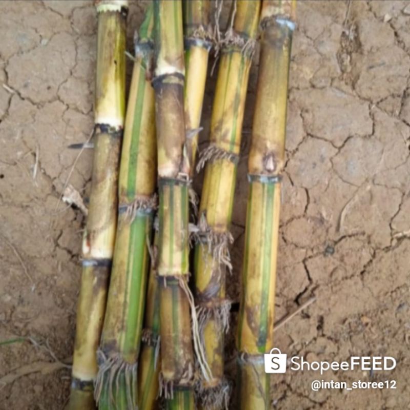 Jual bibit stek tebu kuning pajang 25 cm | Shopee Indonesia