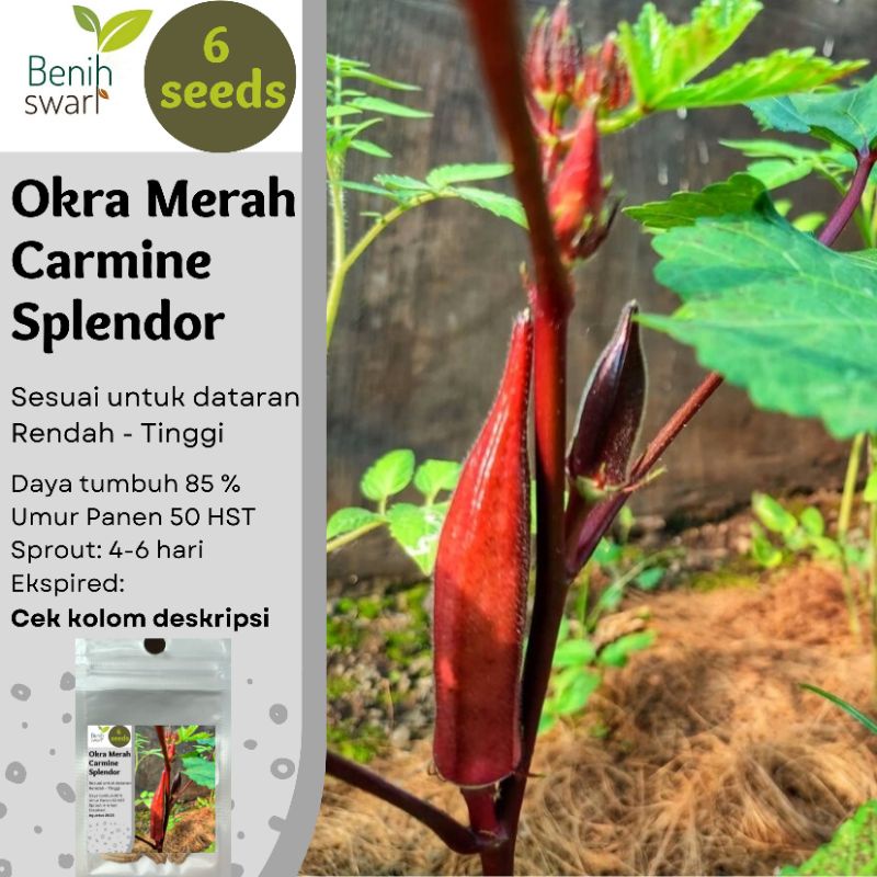 Jual Benih Swari: (isi 6 butir) Benih Okra Merah Carmine Splendor ...
